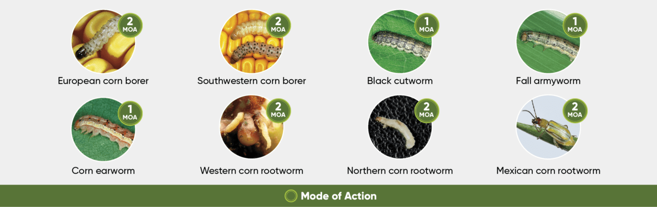 Qrome® Products | McKillip Seeds