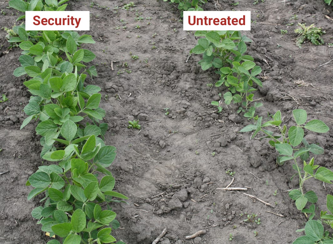 Soybean Seed Treatment | McKillip Seeds